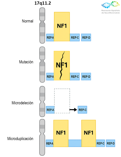 Información NF1 - Asociación Española de Neurofibromatosis