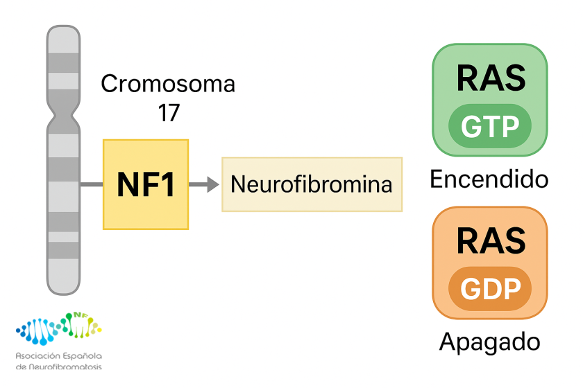 Información NF1 - Asociación Española de Neurofibromatosis