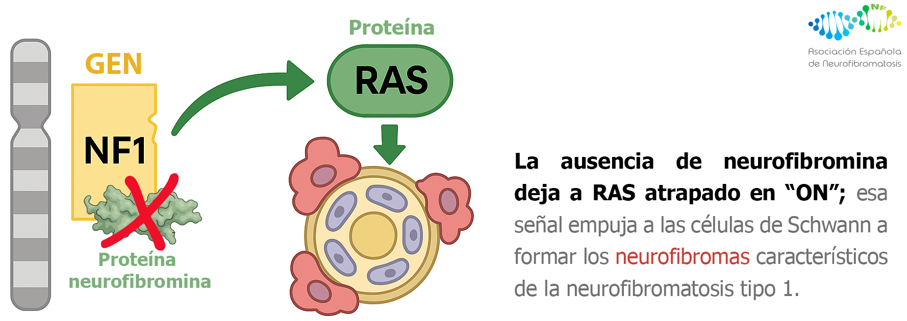 Información NF1 - Asociación Española de Neurofibromatosis